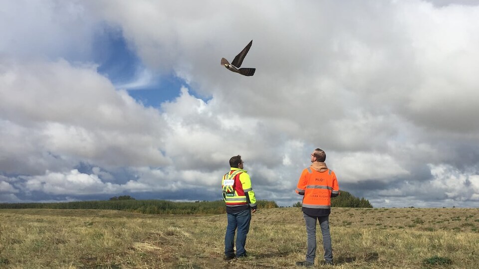 Une entreprise veut créer un drone en forme d’oiseaux de proie pour ...