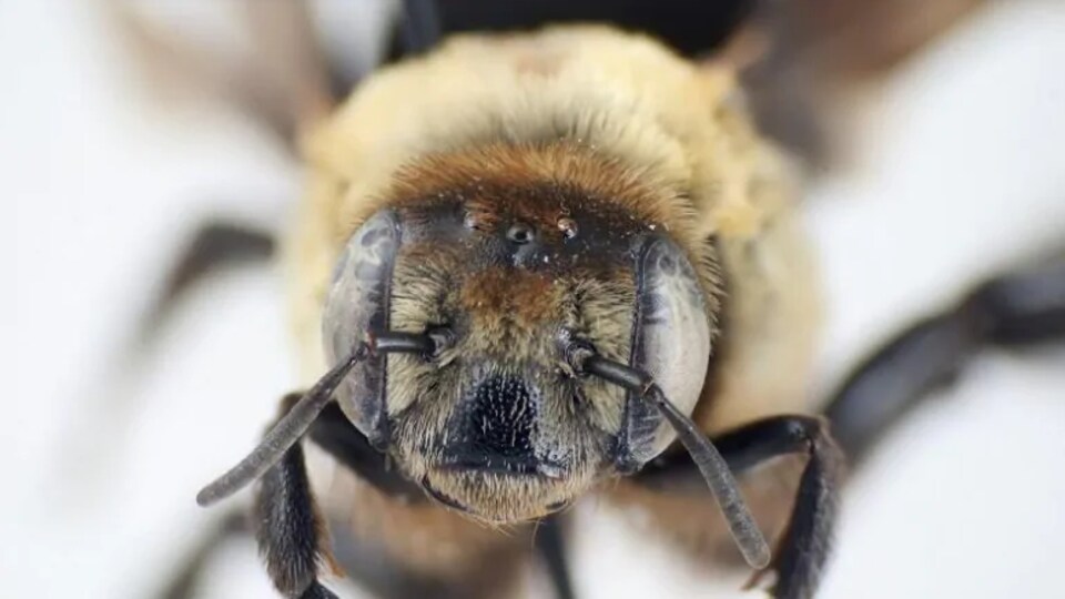 Une nouvelle abeille découverte au Parc Ojibwé à Windsor