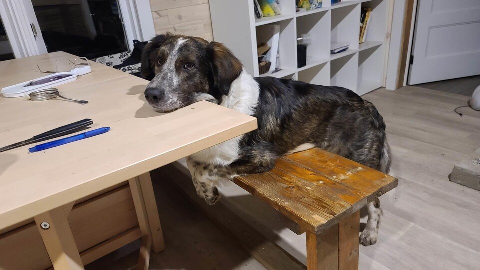 L’histoire d’Aïdi, le chien marocain installé à Rivière-Héva