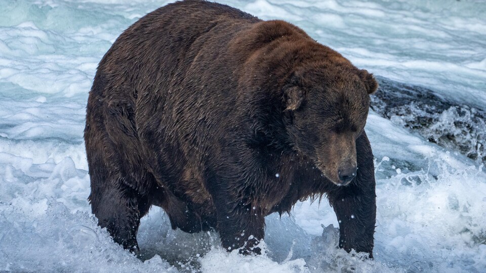 Chez les ours d’Alaska, le concours de poids lourds victime d’un coup ...