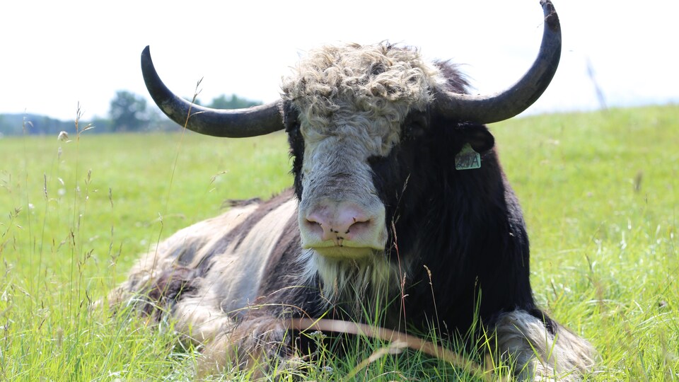 De l’Himalaya à l'Alberta : les yaks populaires parmi les gourmets ...