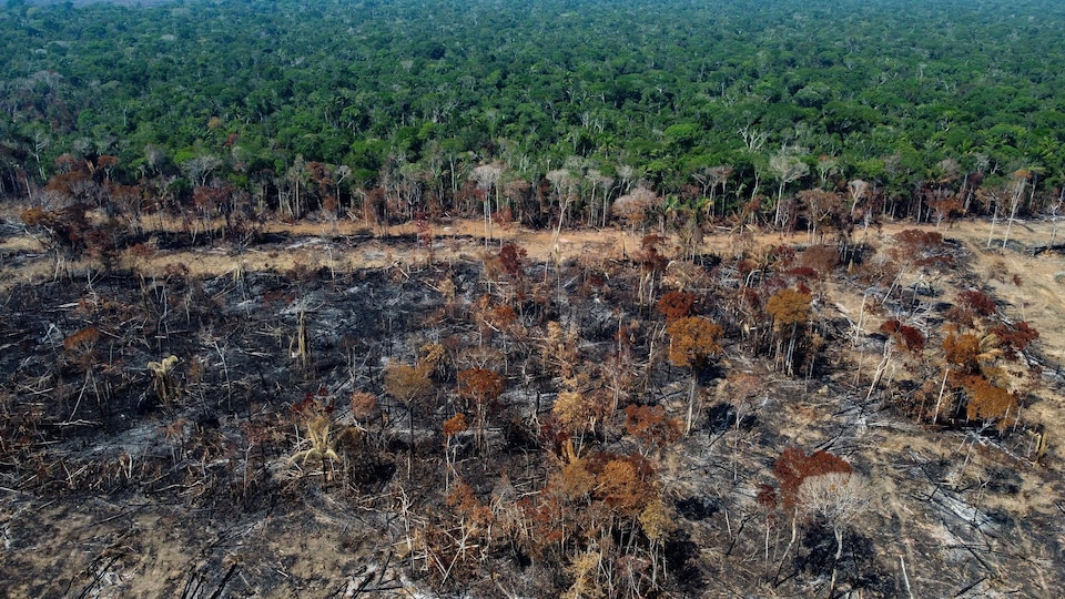 Amazonie : bond de 150 % de la déforestation en décembre, dernier mois de Bolsonaro | Radio ...