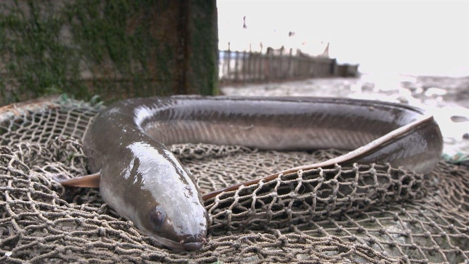 La tradition de la pêche à l’anguille dans le Bas-St-Laurent