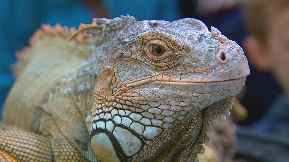 Au moins 25 000 curieux au Salon des animaux exotiques | ICI Radio ...