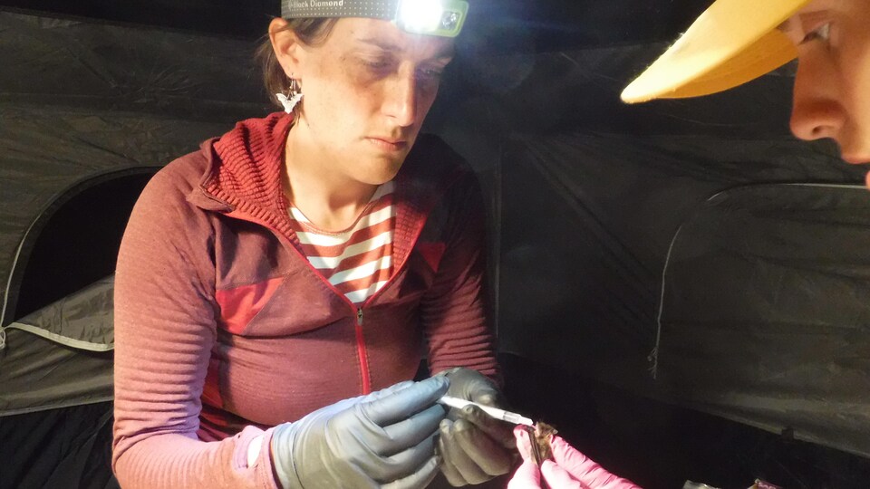 Distanciation sociale avec les chauves-souris