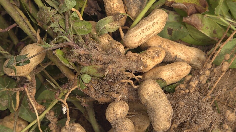 Faire pousser des arachides dans votre cour arrière...c'est possible!