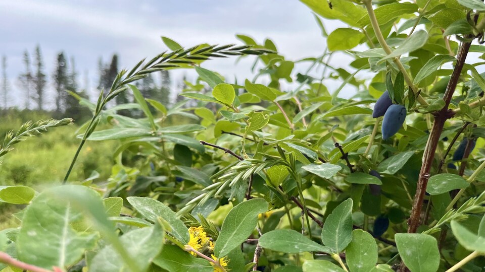 Le temps de la camerise