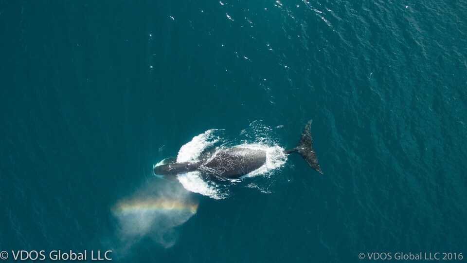 Un opéra sur l'histoire des baleiniers basques du Labrador | Radio ...