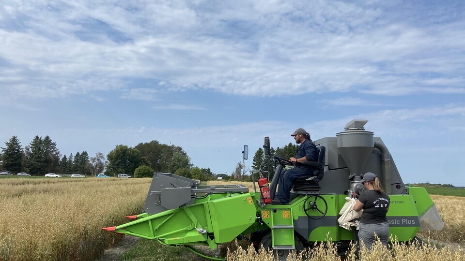 D﻿es croisements de semences étudiés sur des terres de Saint-Bruno ...