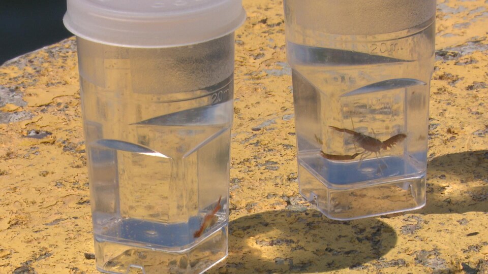 Une saison record pour le homard en 2019? | Radio-Canada.ca