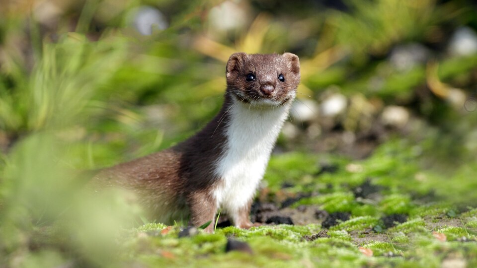 Les animaux sauvages adorables que vous pourriez croiser en vacances au ...