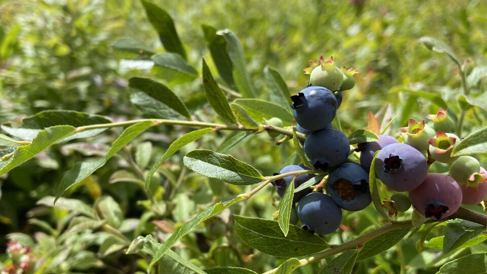 Les spécificités du secteur agricole nord-côtier s’invitent dans la ...