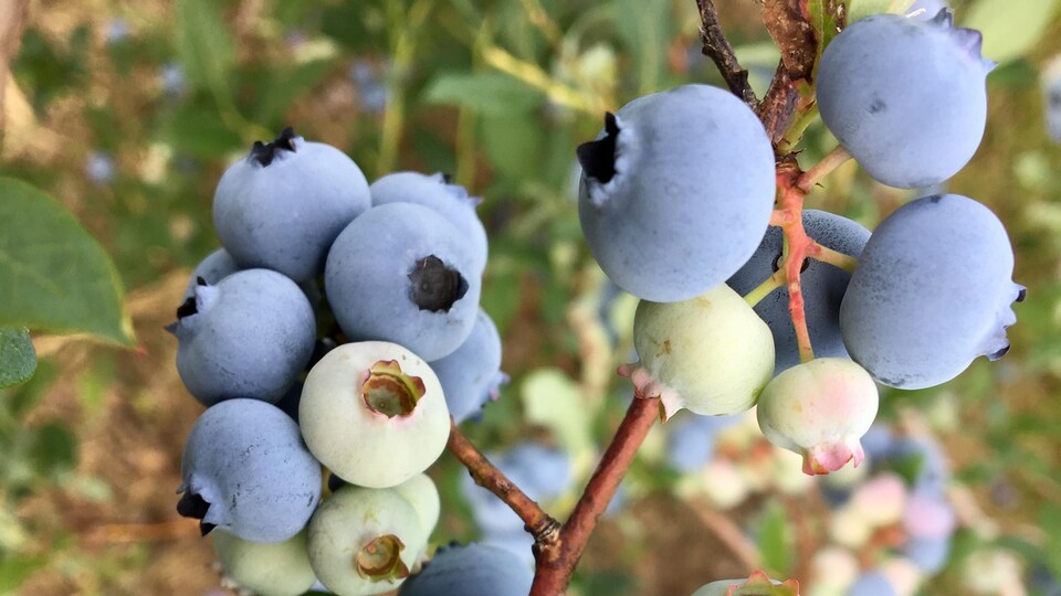La récolte des bleuets s'annonce généreuse