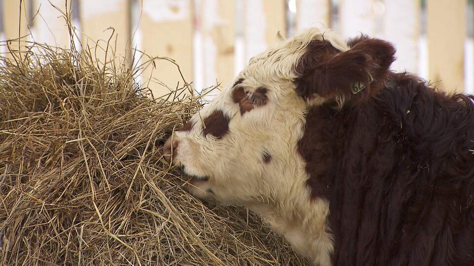 Le journal des agriculteurs La Terre de chez nous a 90 ans