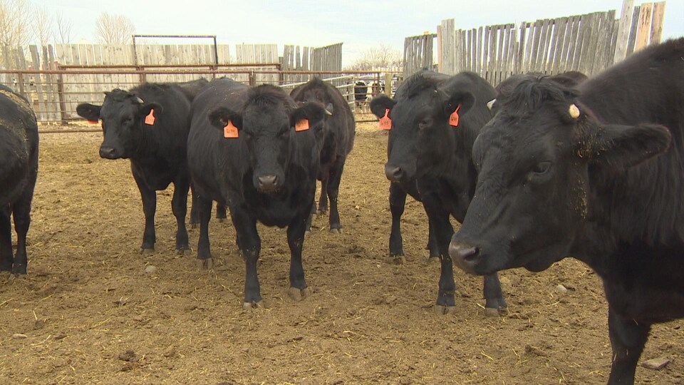 Snow Beef : un bœuf d’exception produit dans une ferme laitière | Radio ...