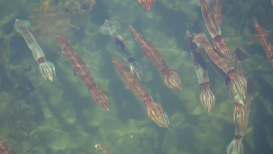 Les calmars fourmillent dans la baie de la Conception | Radio-Canada.ca