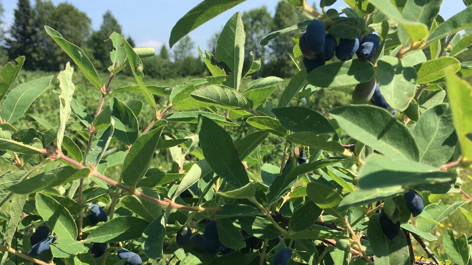 La camerise, un petit fruit bleu qu’il faut se presser de ramasser ...