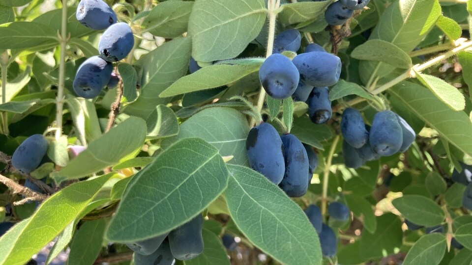 La camerise : un petit fruit nutritif et résistant au gel nord-ontarien