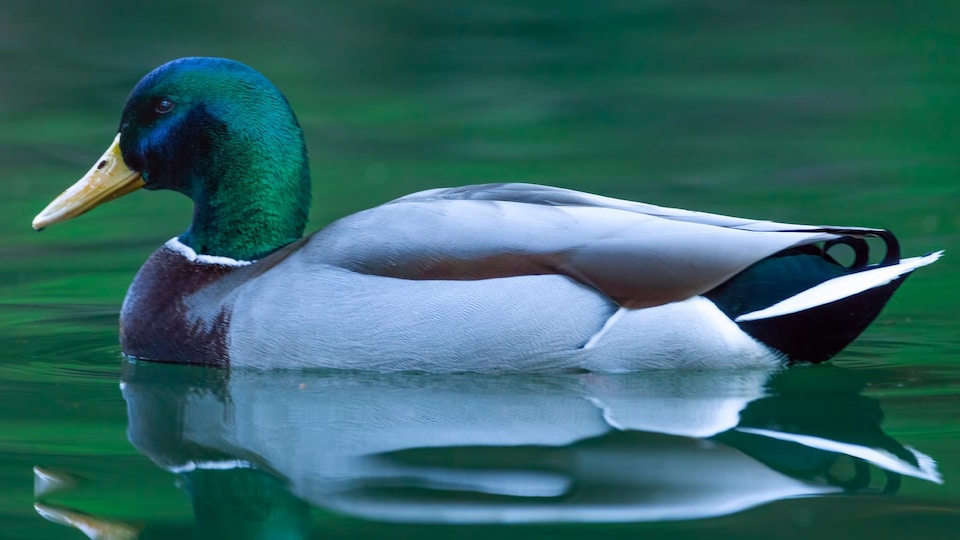 La pollution au mercure augmente la vulnérabilité à la grippe aviaire ... La pollution au mercure augmente la vulnérabilité à la grippe aviaire ...