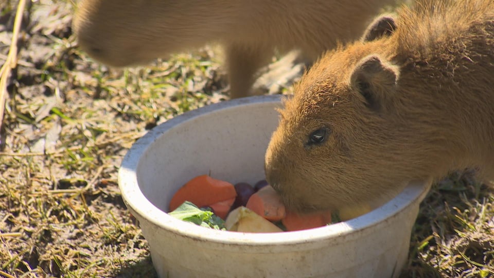 3 bébés pour les capybaras du zoo de High Park | Radio-Canada.ca