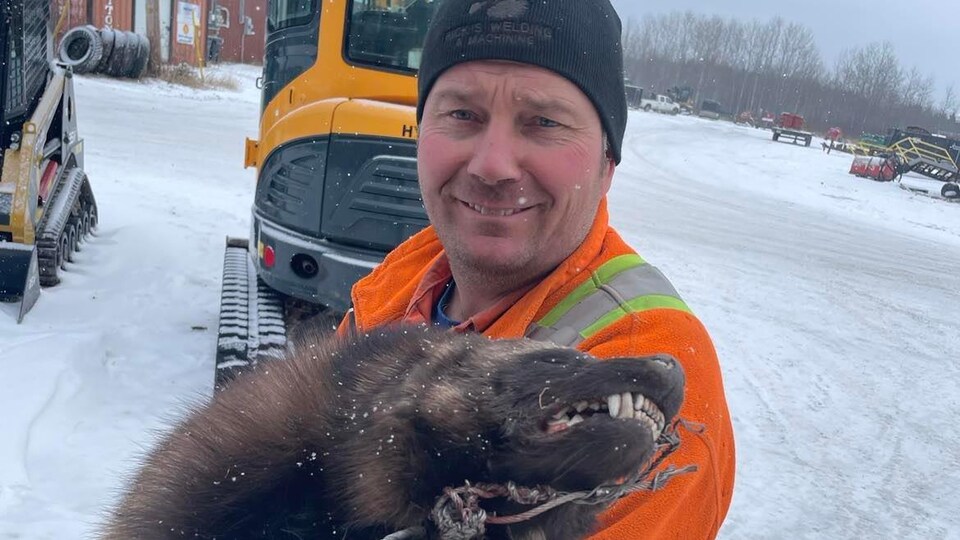 Un carcajou piégé accidentellement dans le Nord-Est de l’Ontario ...