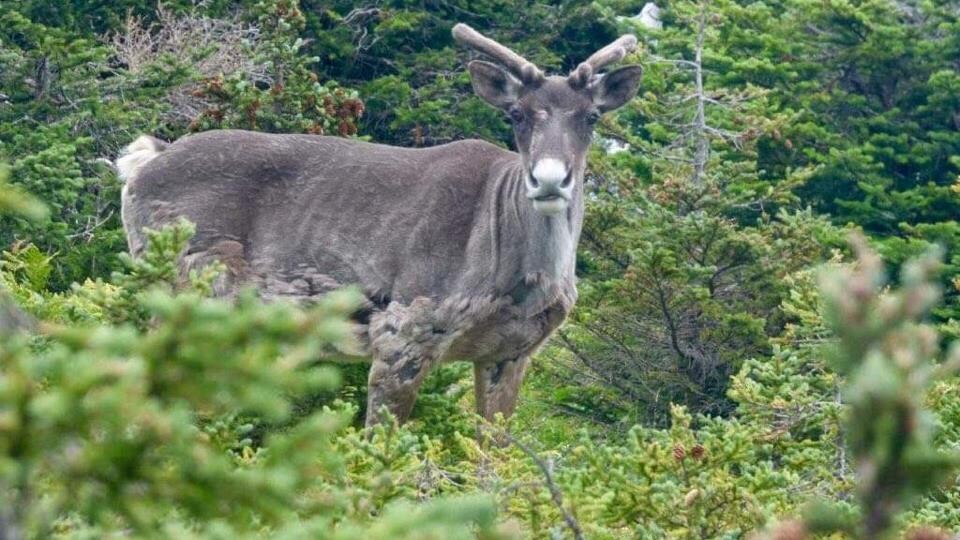 Faune, Forêts... et caribous | Radio-Canada.ca