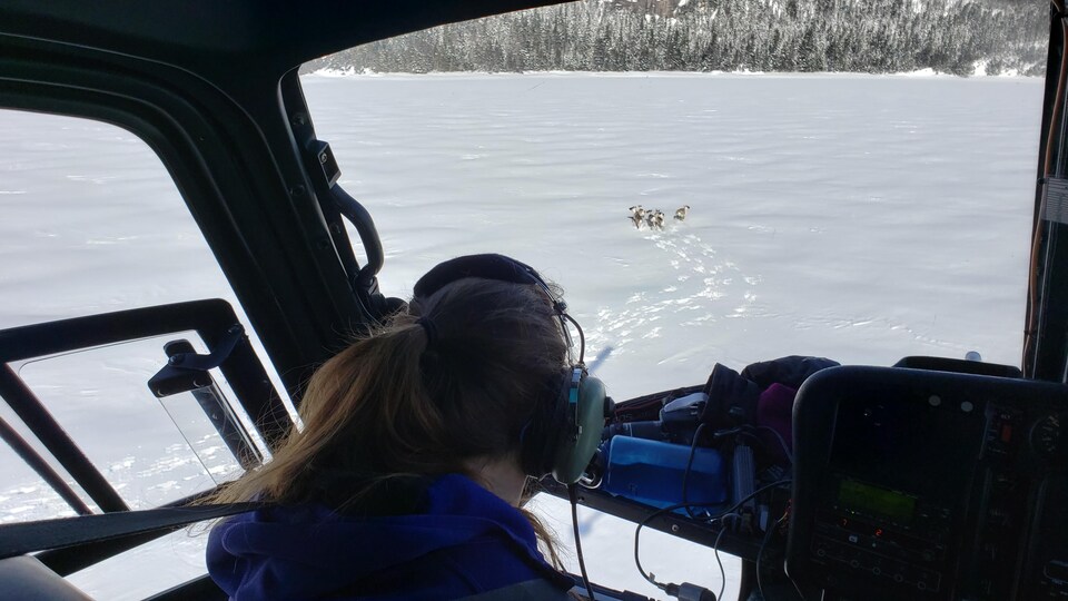 Dénombrer les caribous du haut des airs | Radio-Canada.ca