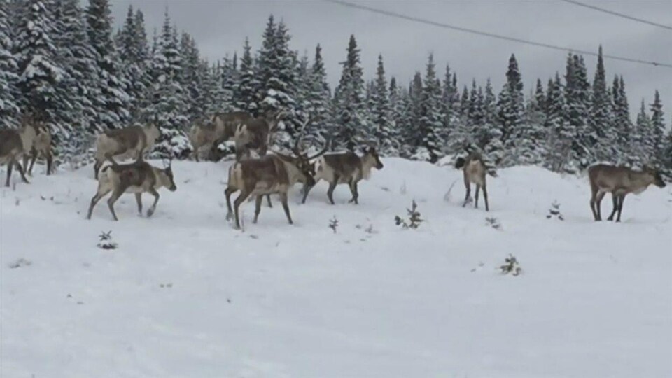 Ligne électrique Micoua et Saguenay - Comment protéger le caribou ...