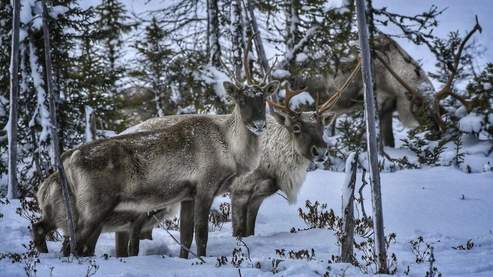 Un photographe capte des images impressionnantes des caribous ...