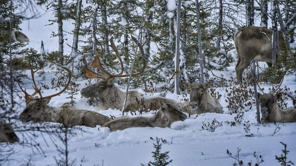 Un photographe capte des images impressionnantes des caribous ...