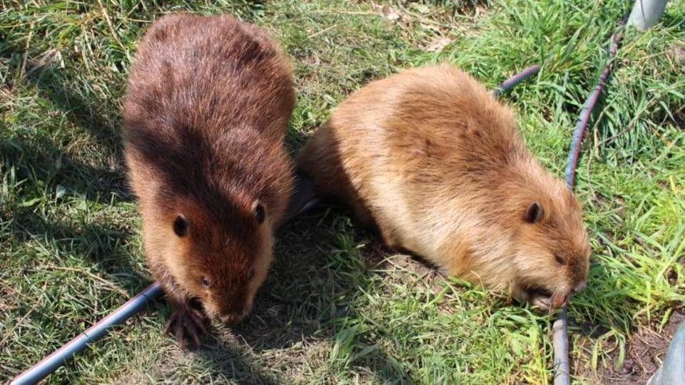 Deux castors se remettent de leurs blessures ensemble | Radio-Canada.ca