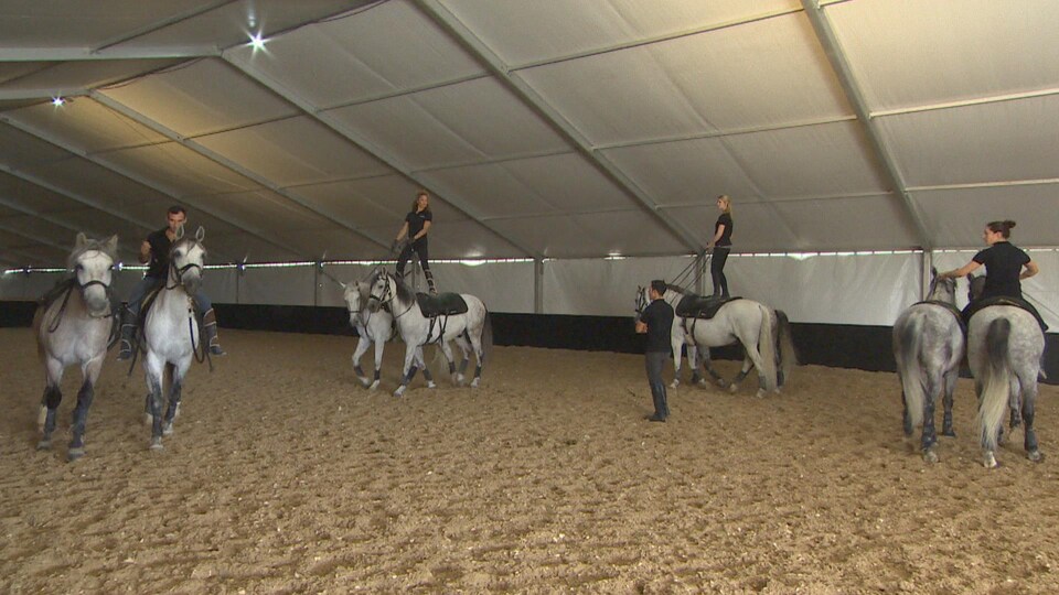 L’art très spécial d’entraîner les chevaux de Cavalia | ICI Radio-Canada.ca