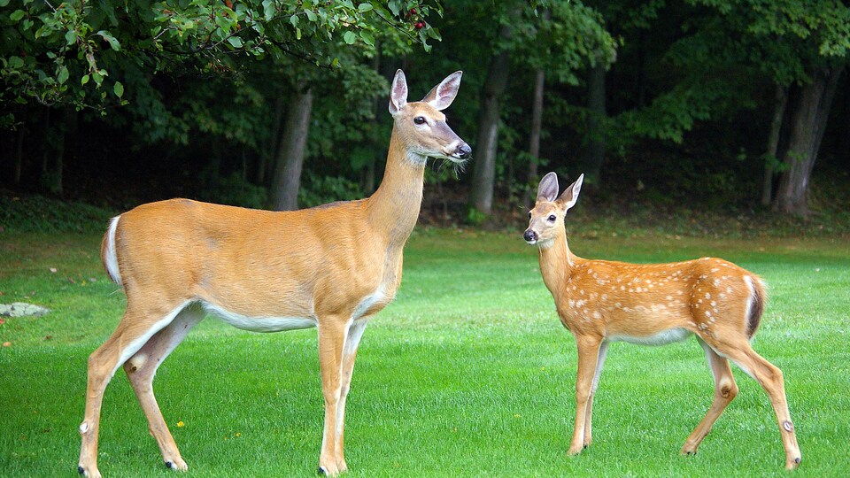 Québec autorise la chasse aux dindons cet automne | Radio-Canada.ca