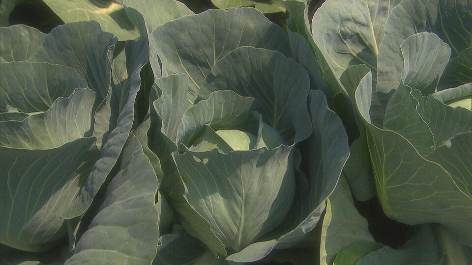 3,50 $ pour 22 kilos de choux : des agriculteurs québécois récoltent à ...