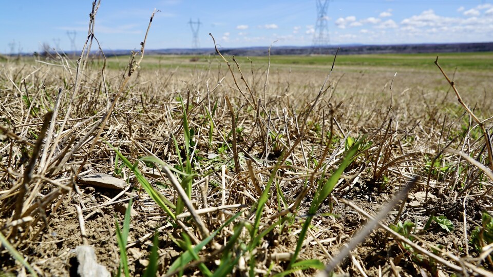 Les agriculteurs espèrent plus de précipitations printanières | Radio ...