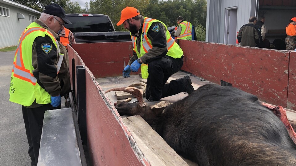 La chasse à l’orignal est ouverte au Nouveau-Brunswick | Radio-Canada.ca