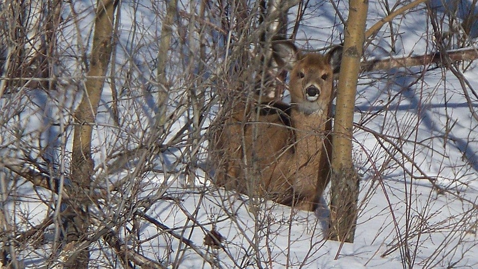 Pourquoi il ne faut jamais nourrir les chevreuils l’hiver