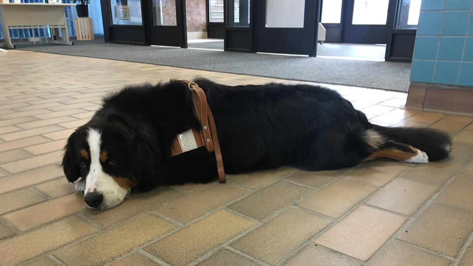 Une nouvelle chienne de soutien émotionnel à l’école La Source de Rouyn ...