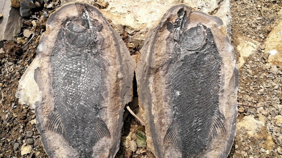 La vie sur Terre aurait repris rapidement après la 4e extinction de ...