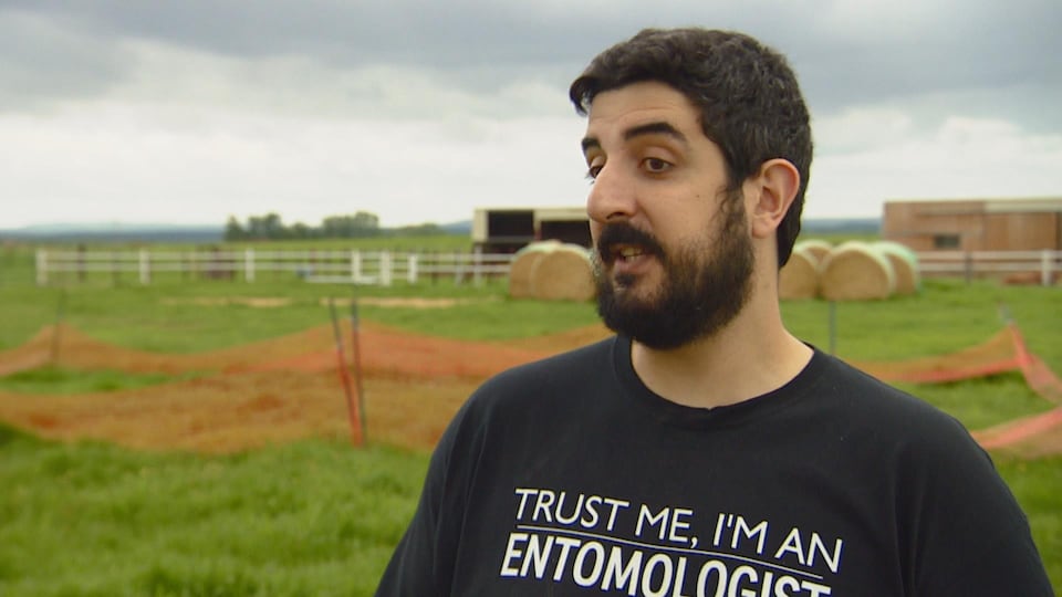 Des grillons albertains bientôt dans vos assiettes | Radio-Canada.ca