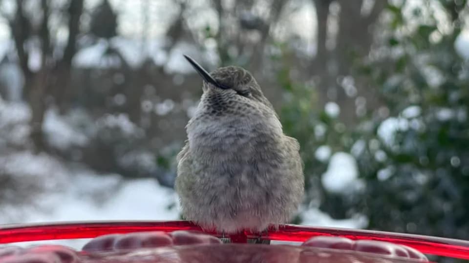 Les animaux souffrent du froid extrême en Colombie-Britannique | Radio ...