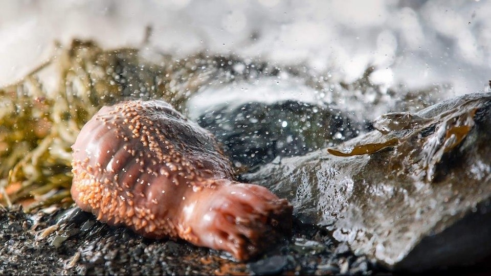 Comment déguster le concombre de mer?