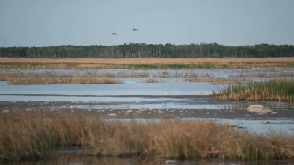 Des milliers d’hectares de prairie achetés pour conserver l’écosystème ...