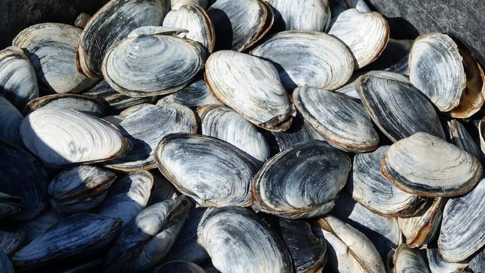 La vie extraordinaire des myes communes