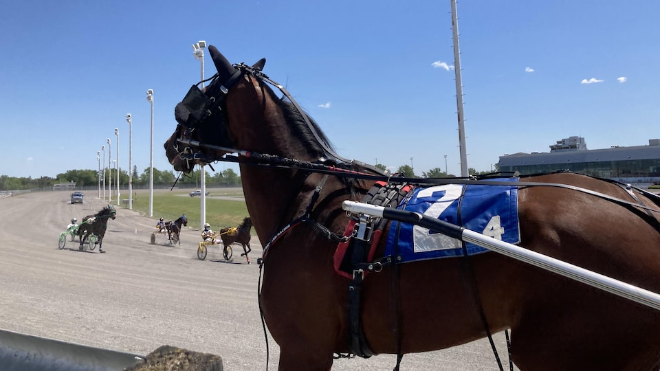 Incursion dans l'univers des courses de chevaux à Trois-Rivières ...