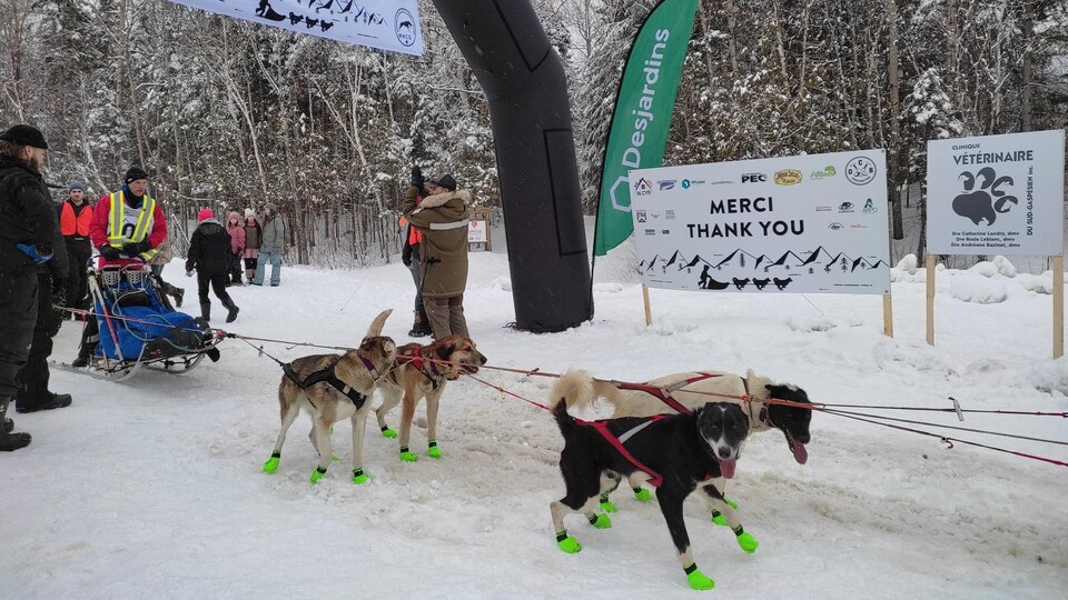 Une course internationale de traîneaux à chiens bat son plein en ...