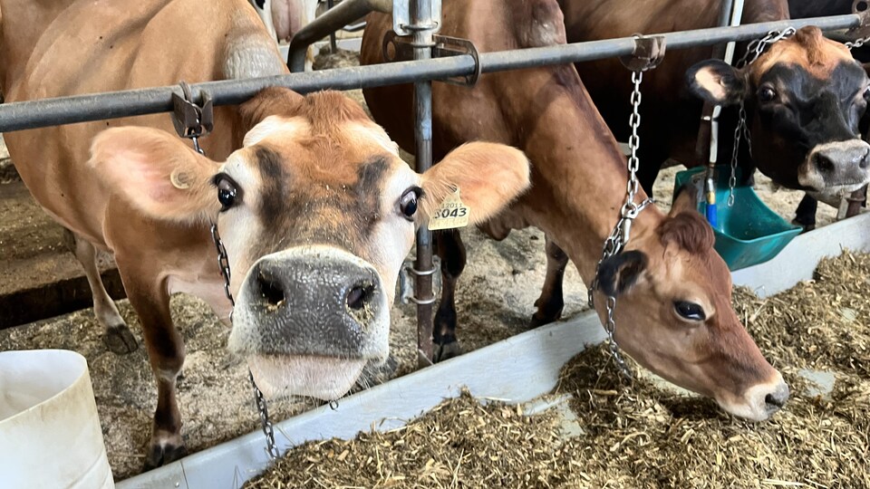 Enjeux de campagne : « Il faut vraiment que tu croies en ton rêve ...