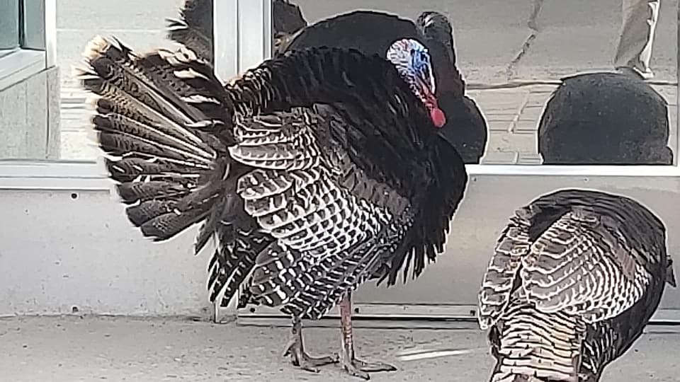 Des dindons sauvages continuent de se pavaner à Winnipeg | Radio-Canada.ca