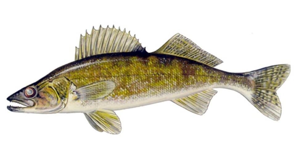 Les Autochtones prennent trop de dorés dans le lac Nipissing, selon des ...