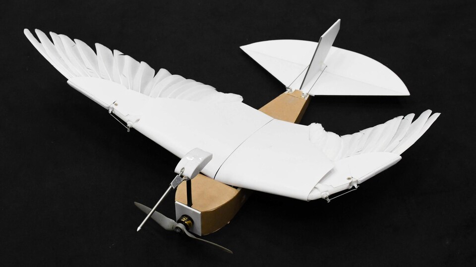 Un robot volant avec de vraies plumes | Radio-Canada.ca